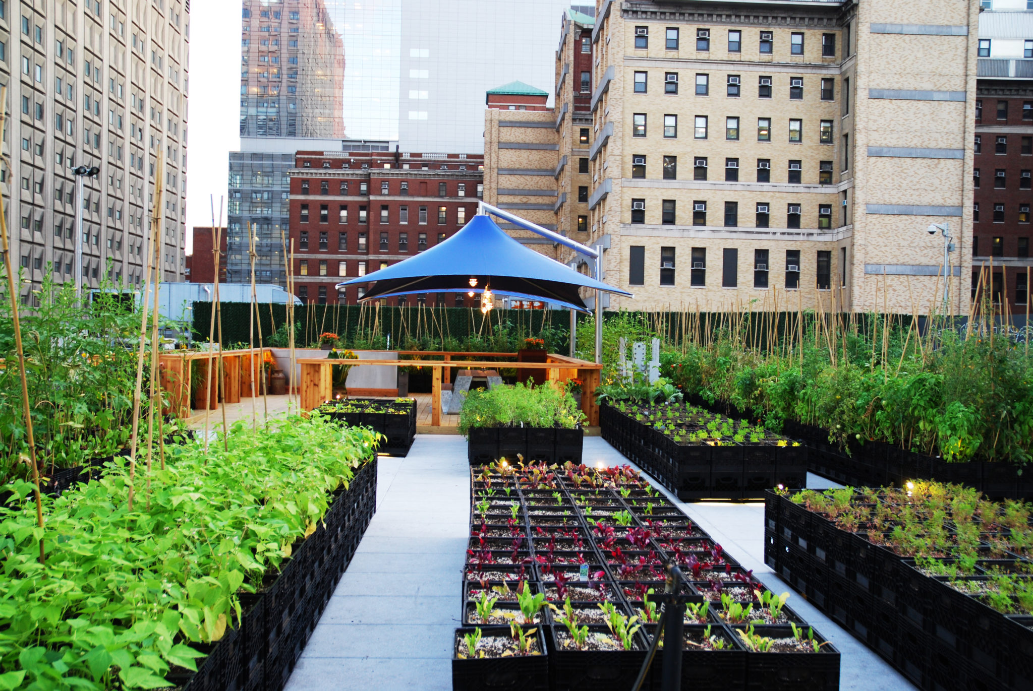 Cream of the Crop: 8 Architecture Firms Leading the Urban Farming ...