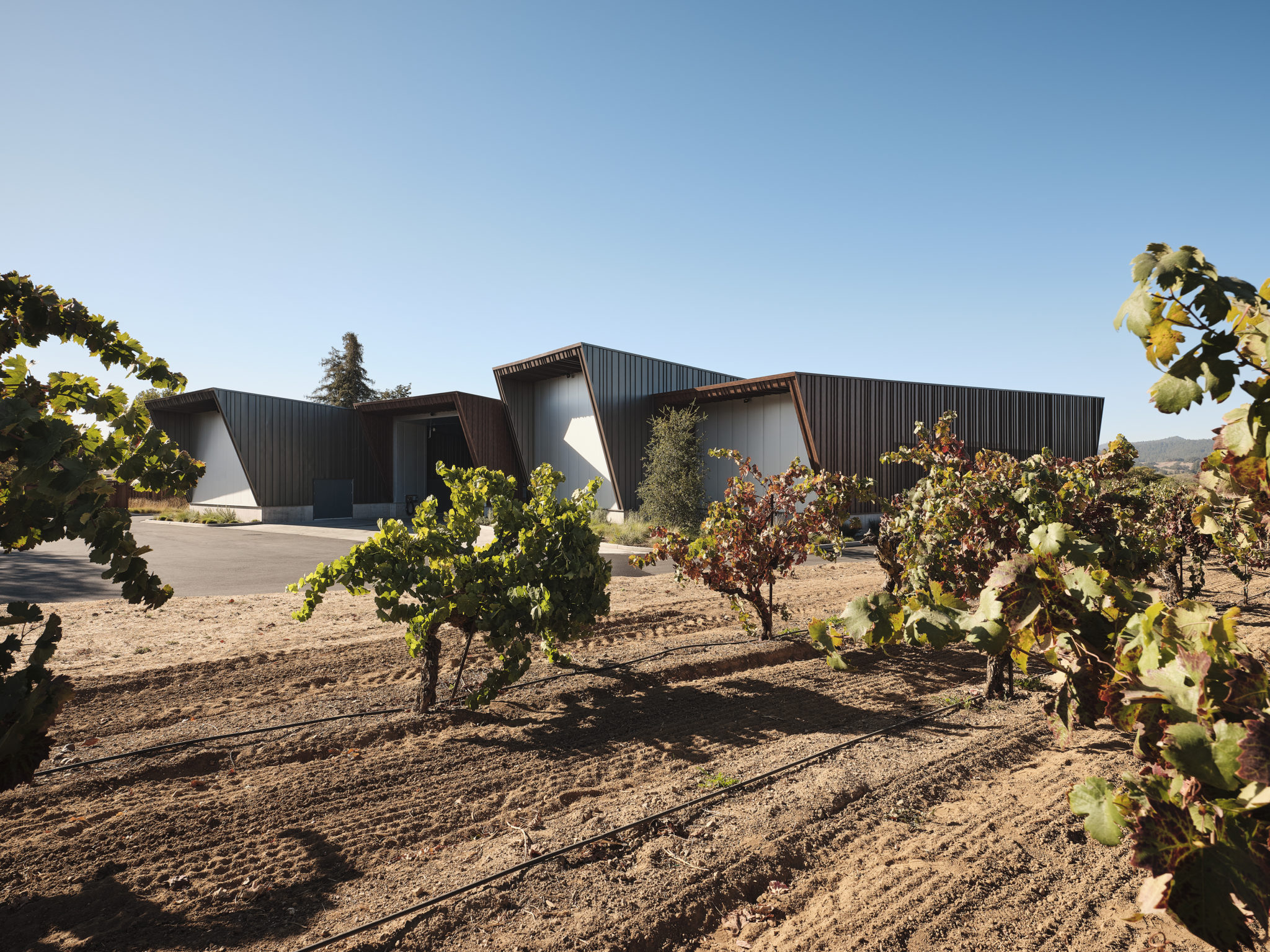 Architectural Pilgrimage: 5 Californian Vineyards Pairing Fine Wine ...