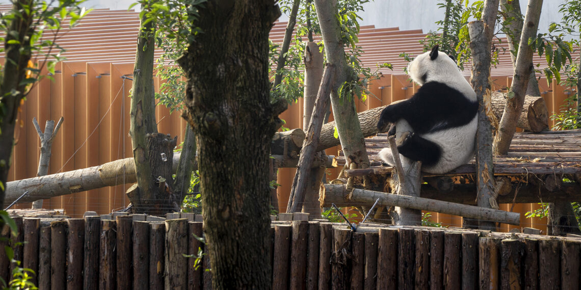 Sustainable Practice: The Chengdu Panda Pavilions and the Architecture ...