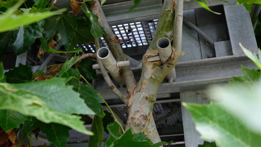 It’s Alive! Architects Are Using Living Plants as Structural Building ...