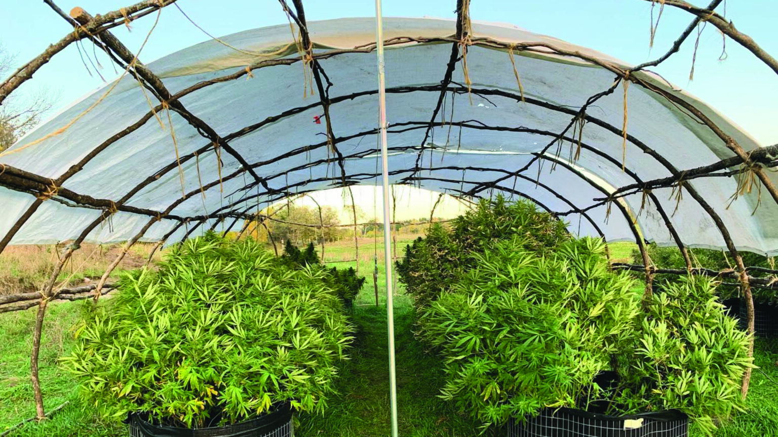 Hempcrete Revolution: How “Pot’s Benevolent Cousin” Is Staging its ...