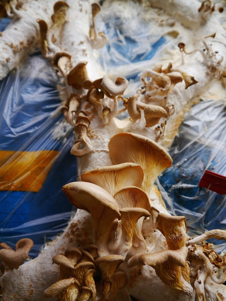 Food for Thought: What About Mycelium Architecture? - Architizer Journal