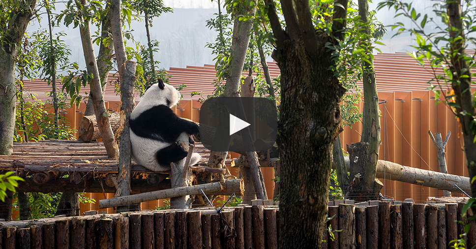 Inside the World's Leading Panda Preservation Center's Latest Expansion